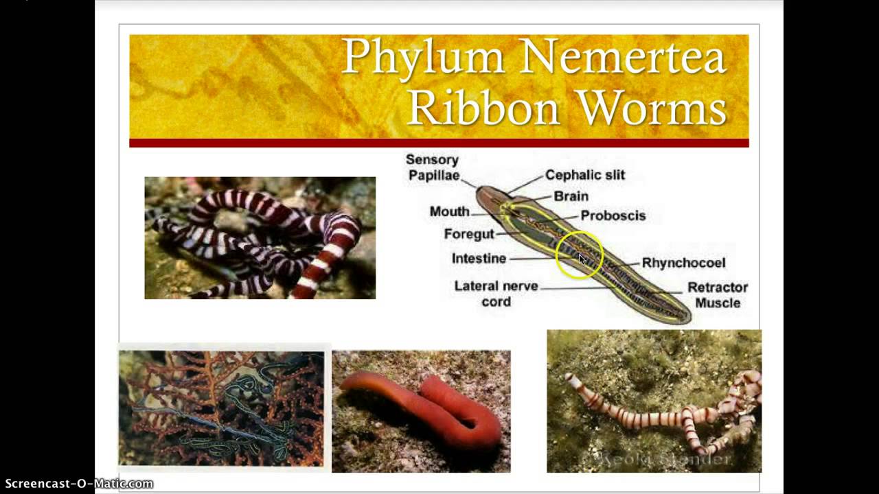 Lecture: Worms and Mollusks - YouTube
