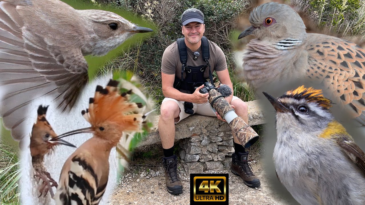 Menorca Birdwatching. May 2025 Part 1. Hoopoe, Turtle Dove, Firecrest ...