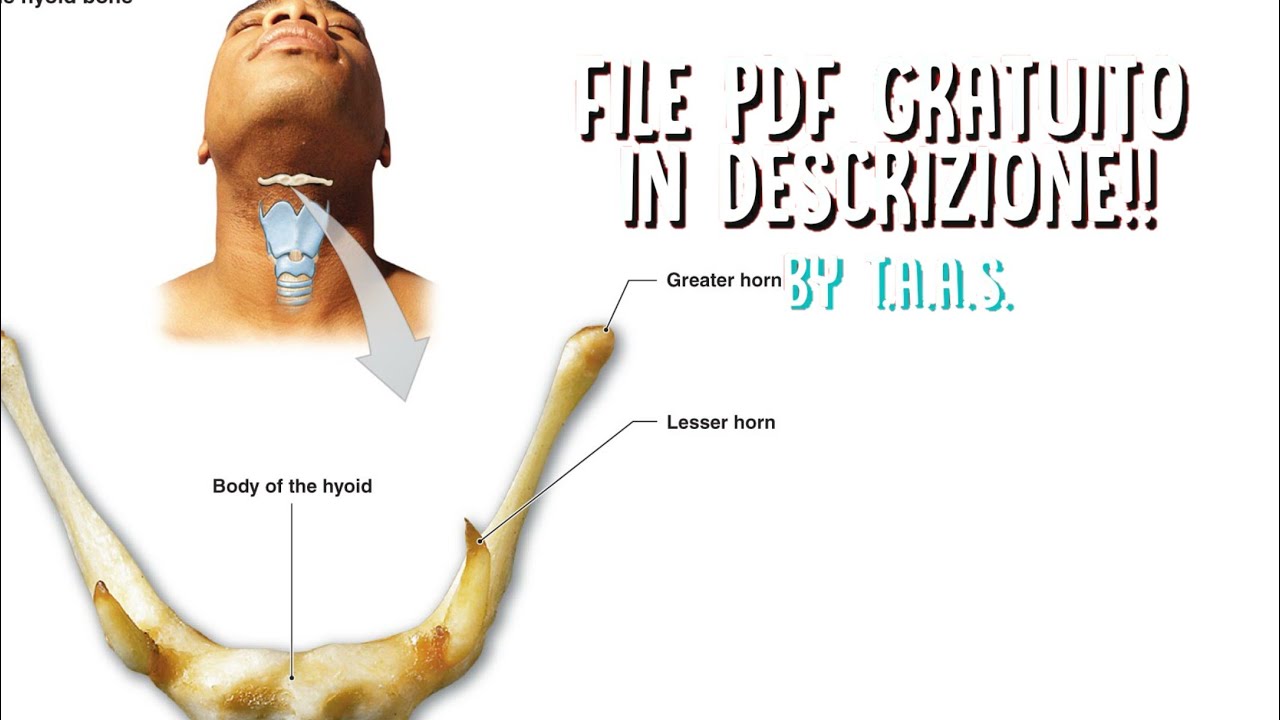 l'osso ioide in 1 minuto [file PDF in descrizione] - YouTube