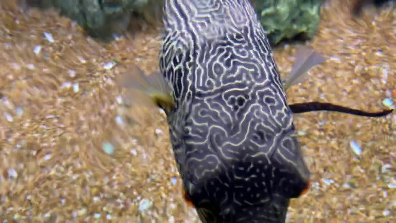A view from the top mbu puffer - YouTube