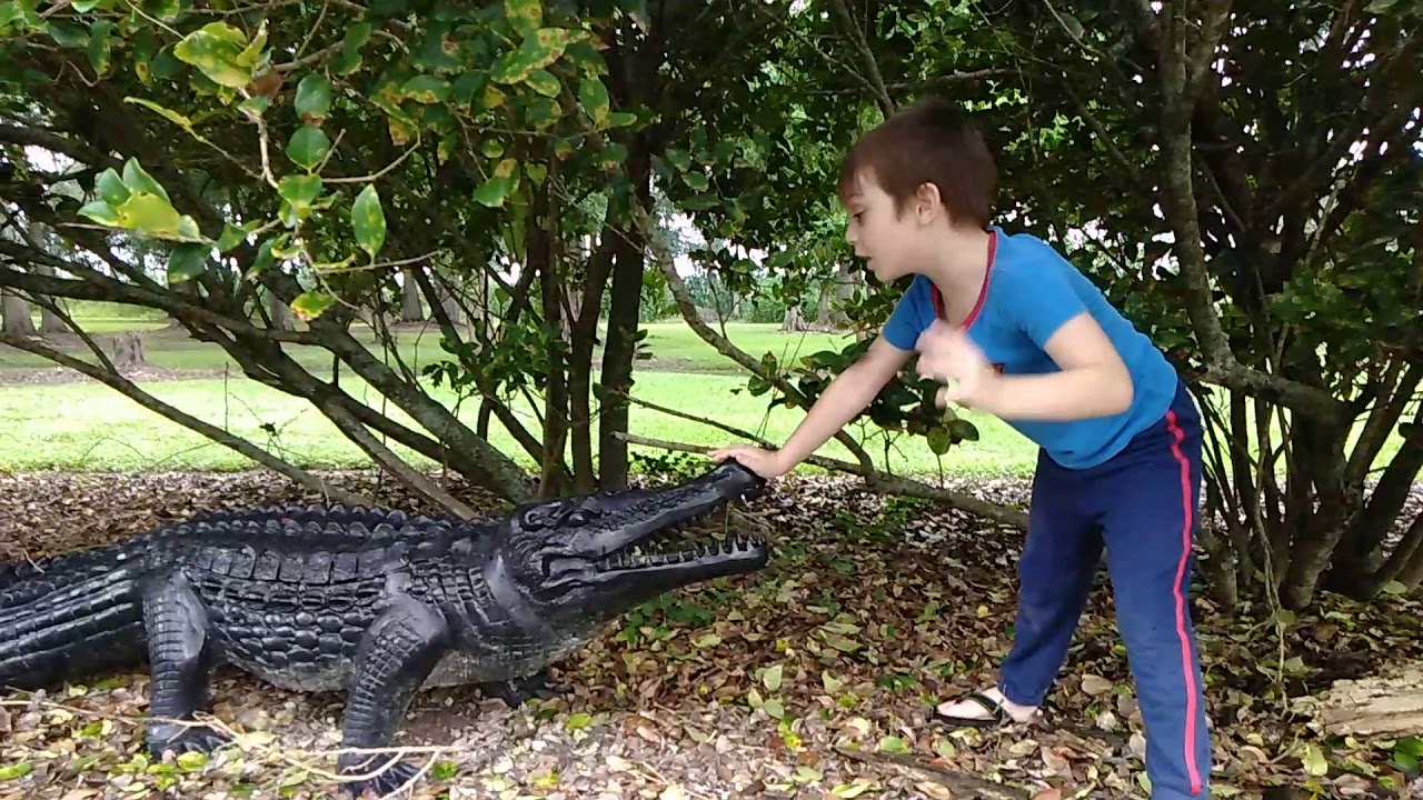 Check out the Taming of this alligator - YouTube