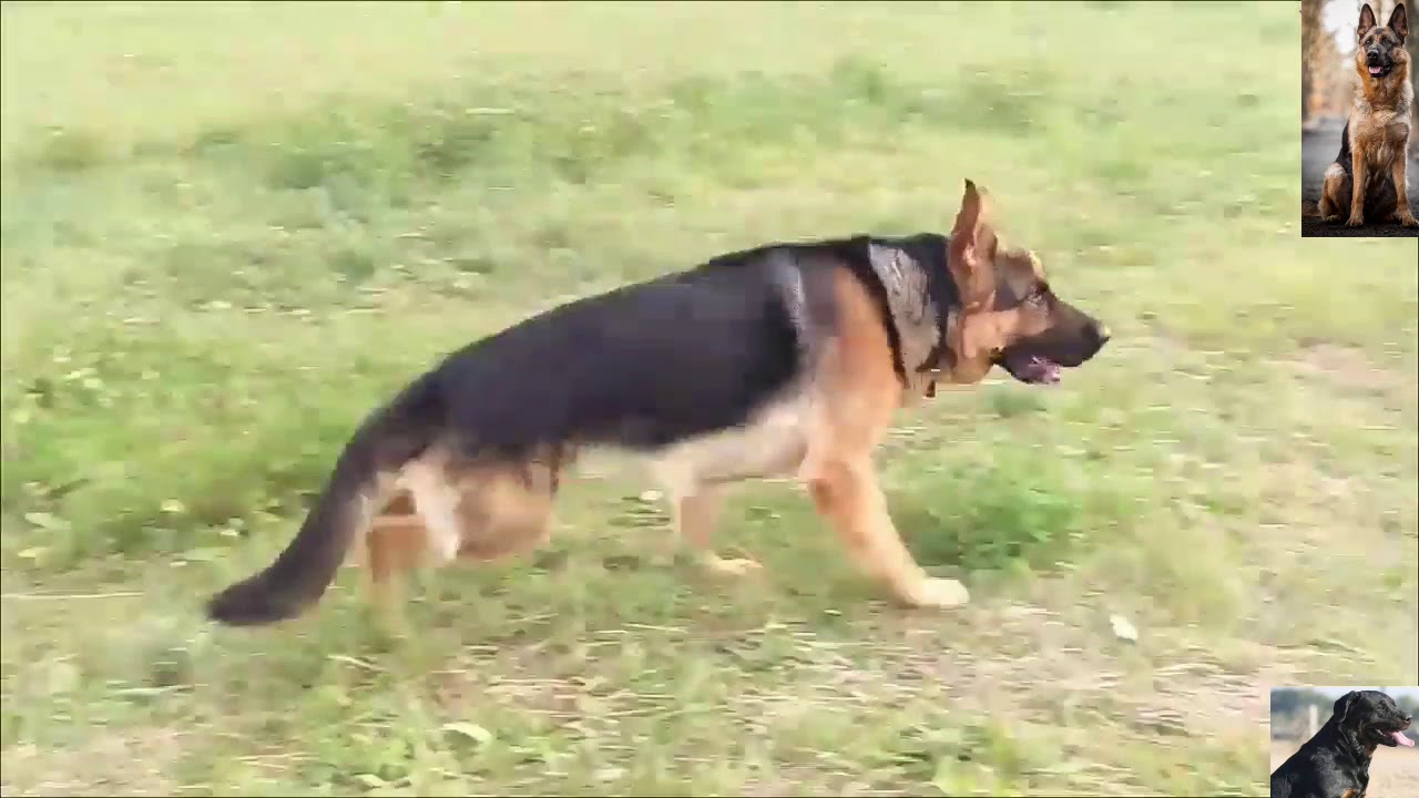 PROTECTIVE GERMAN SHEPHERD PROTECT HIS OWNER by top dogs - YouTube