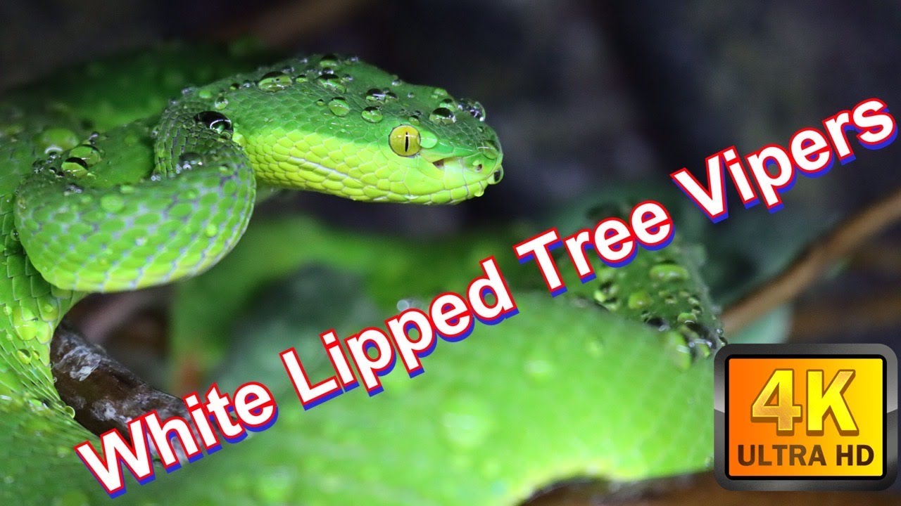 White Lipped Tree Vipers (in 5 minutes) - YouTube