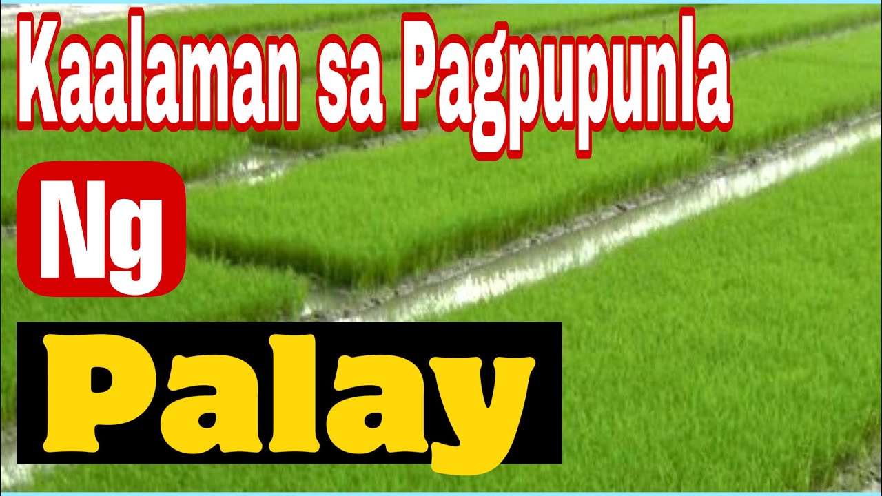 Papaano ang Tamang Pagpupunla ng Palay - YouTube