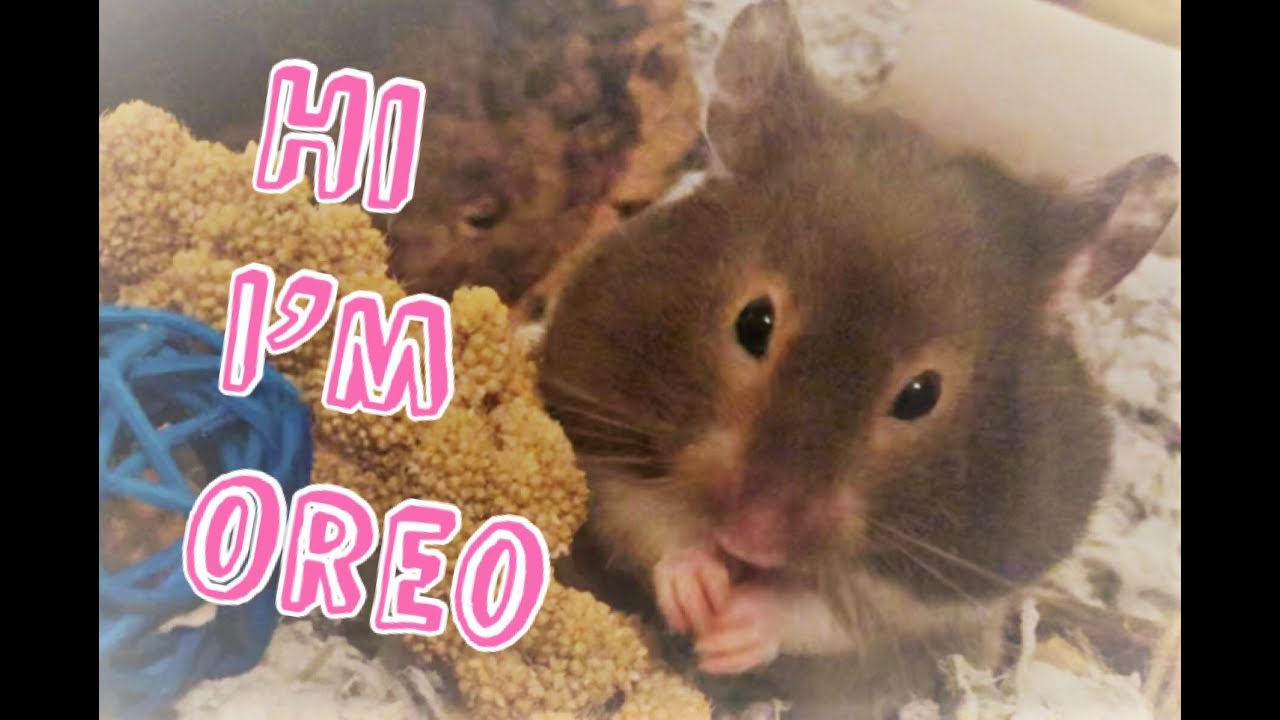 HI I'M OREO THE HAMSTER! || Find out what i like to eat :) :) 🐹 || Evie ...