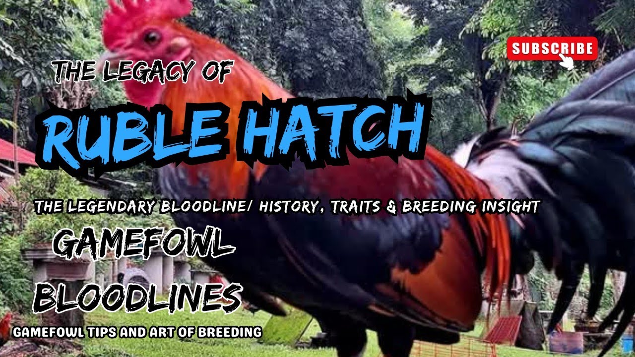 Ruble Hatch Gamefowl Bloodline | History, Traits, Breeding Secrets ...