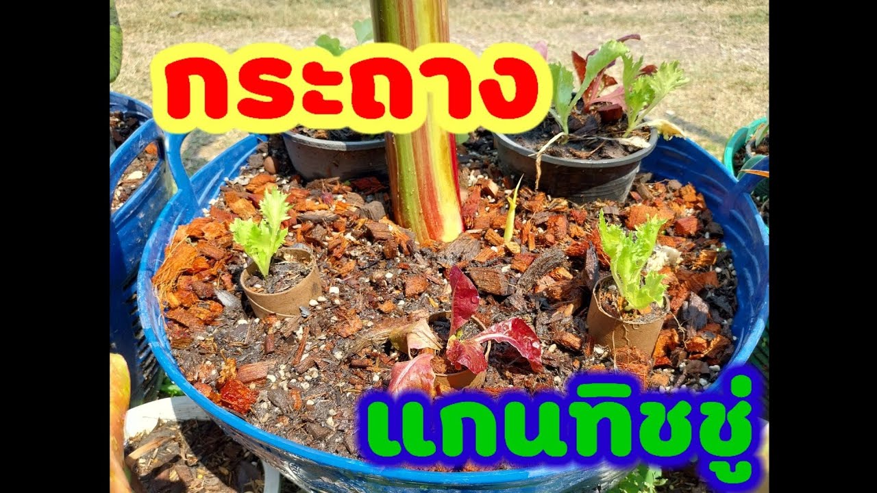 กระถางจากแกนทิชชู่ | DIY | Pot from tissue core - YouTube