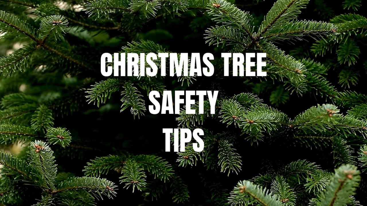 Real Christmas Tree safety tips - YouTube