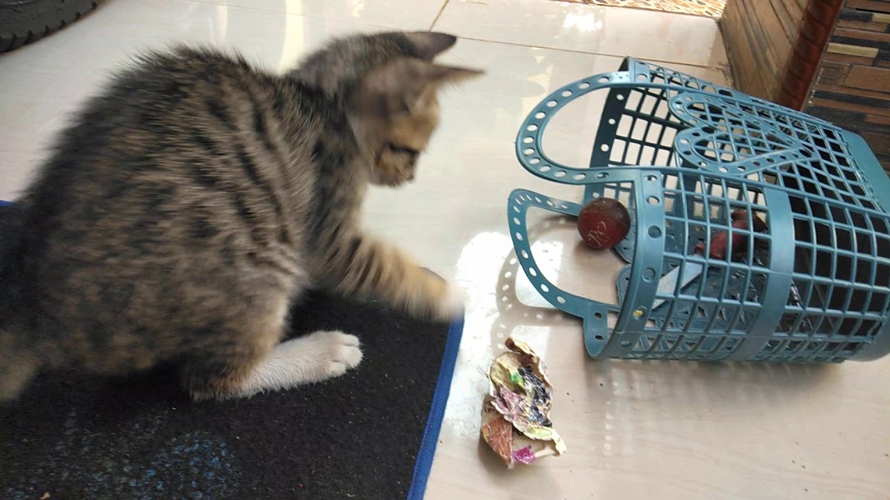 KUCING LUCU BERMAIN - YouTube