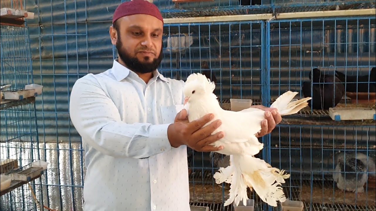 top 10 giant hungarian house pigeon | Imported pigeon collection ...