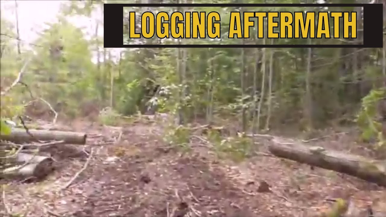 LOGGING AFTERMATH - YouTube