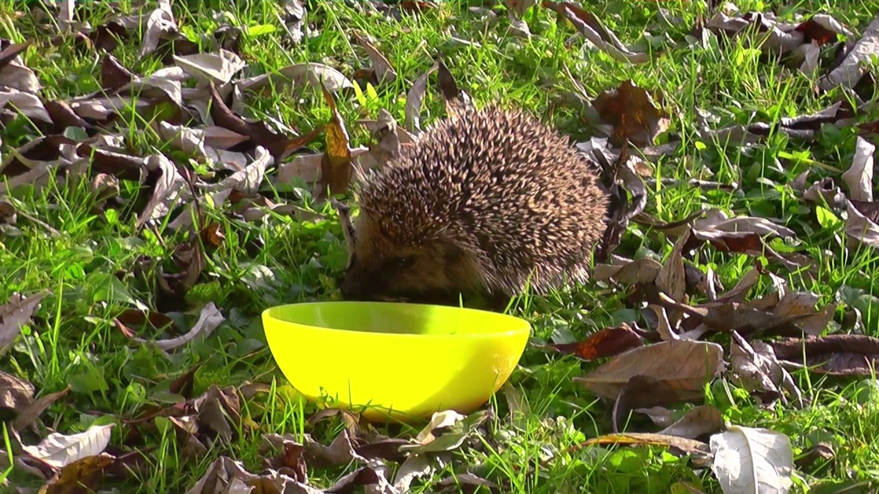 Good night little hedgehogs - gute Nacht kleiner Igel - YouTube