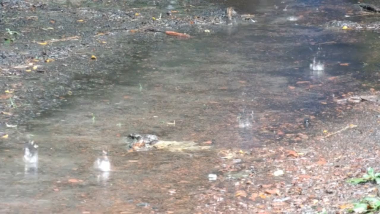 Relaxing Rain-Slow Motion Rain Drops with natural rain sounds - YouTube