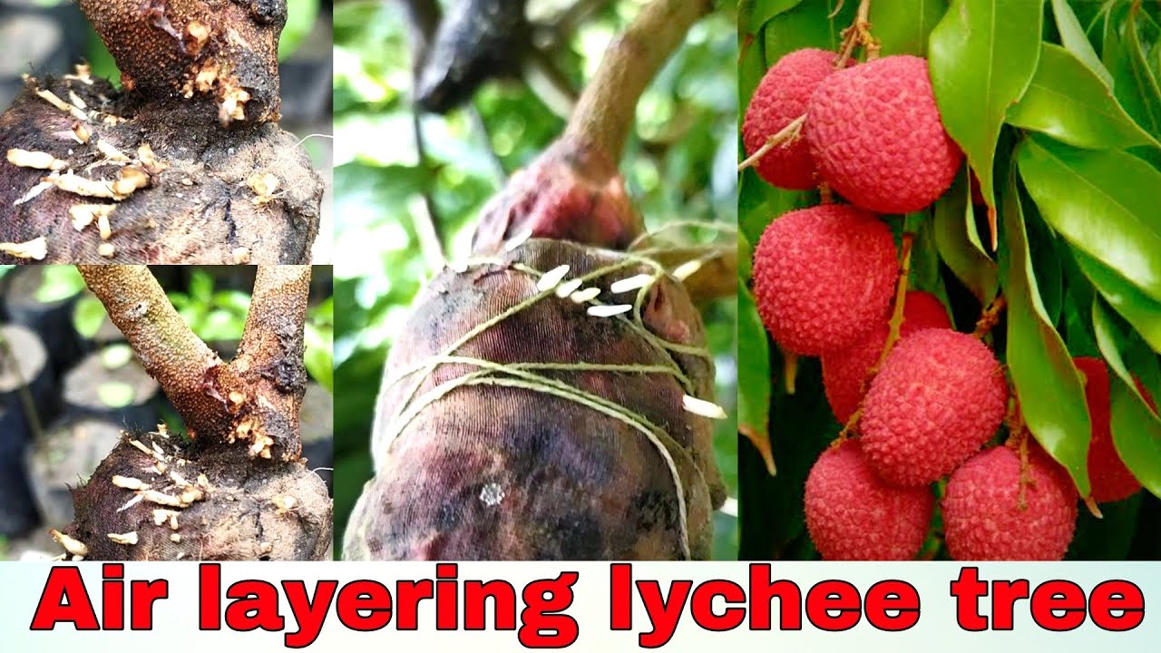 How To Air Layering Lychee Tree - New Method To grow lychee tree from ...