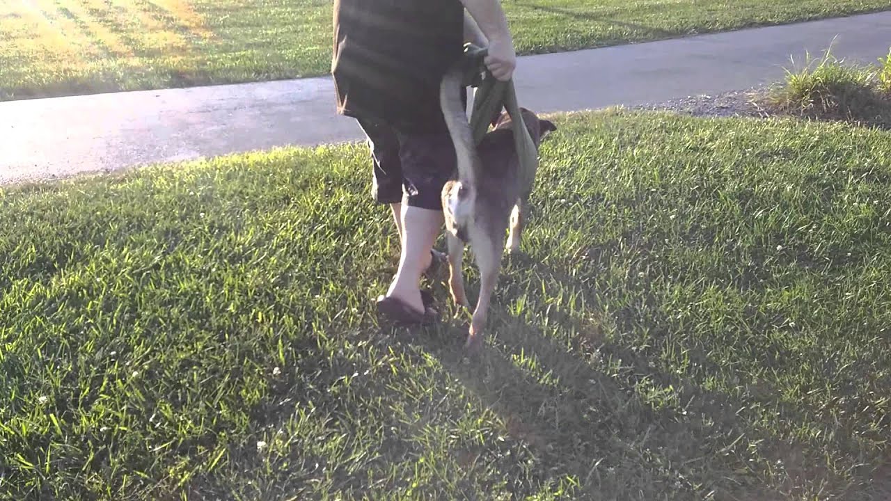 DAY 43: Tucker's Journey with Coonhound Paralysis - YouTube