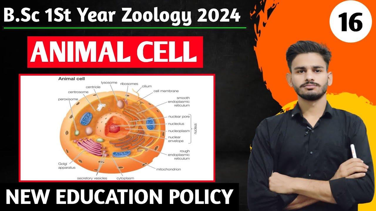 Bsc 1st Year Zoology Chapter 1 Discovery Of Cell And Cell Theory Bsc bsc-1st-year-zoology-chapter-1-discovery-of-cell-and-cell-theory-bsc