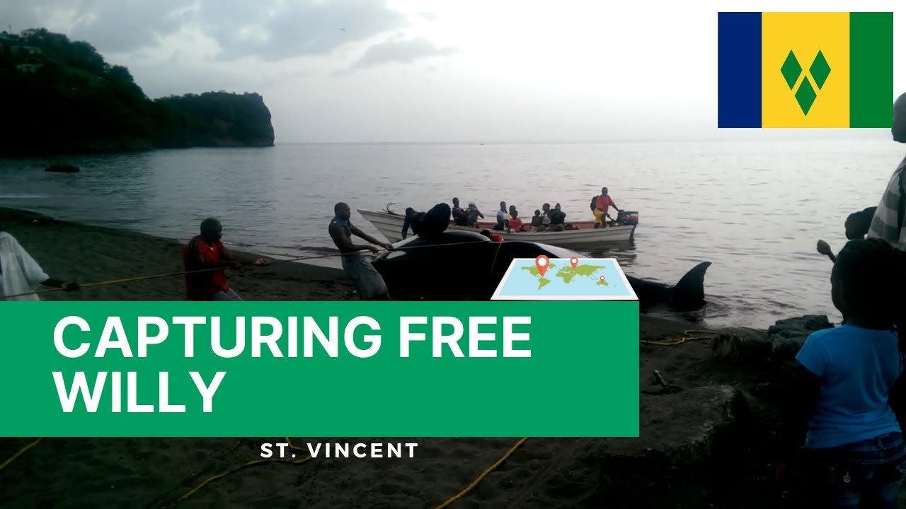 Orca Ecounter: Rare Sighting in Barrouallie, St. Vincent - YouTube