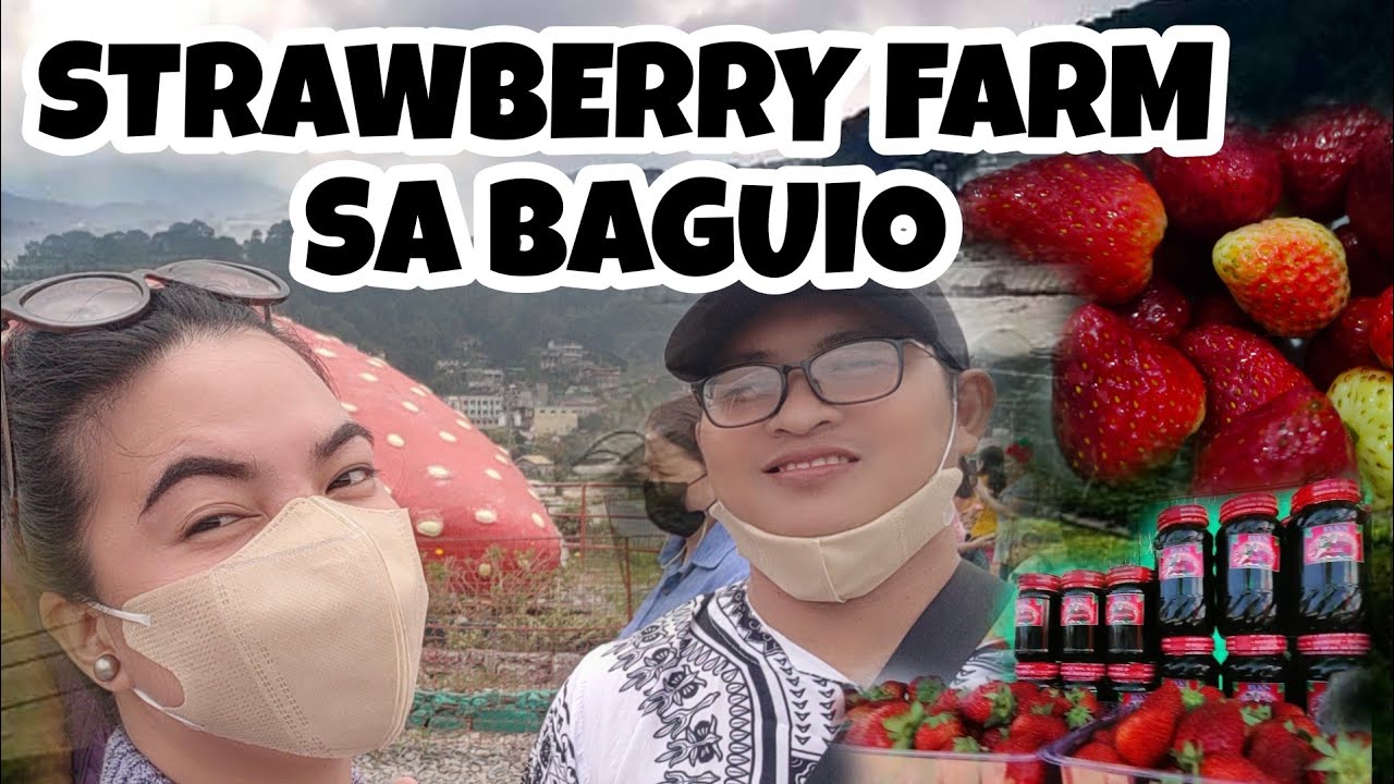 STRAWBERRY FARM BAGUIO/ LAPRESA BAGUIO CITY/BAGUIO BENGUET/LA TRINIDAD ...