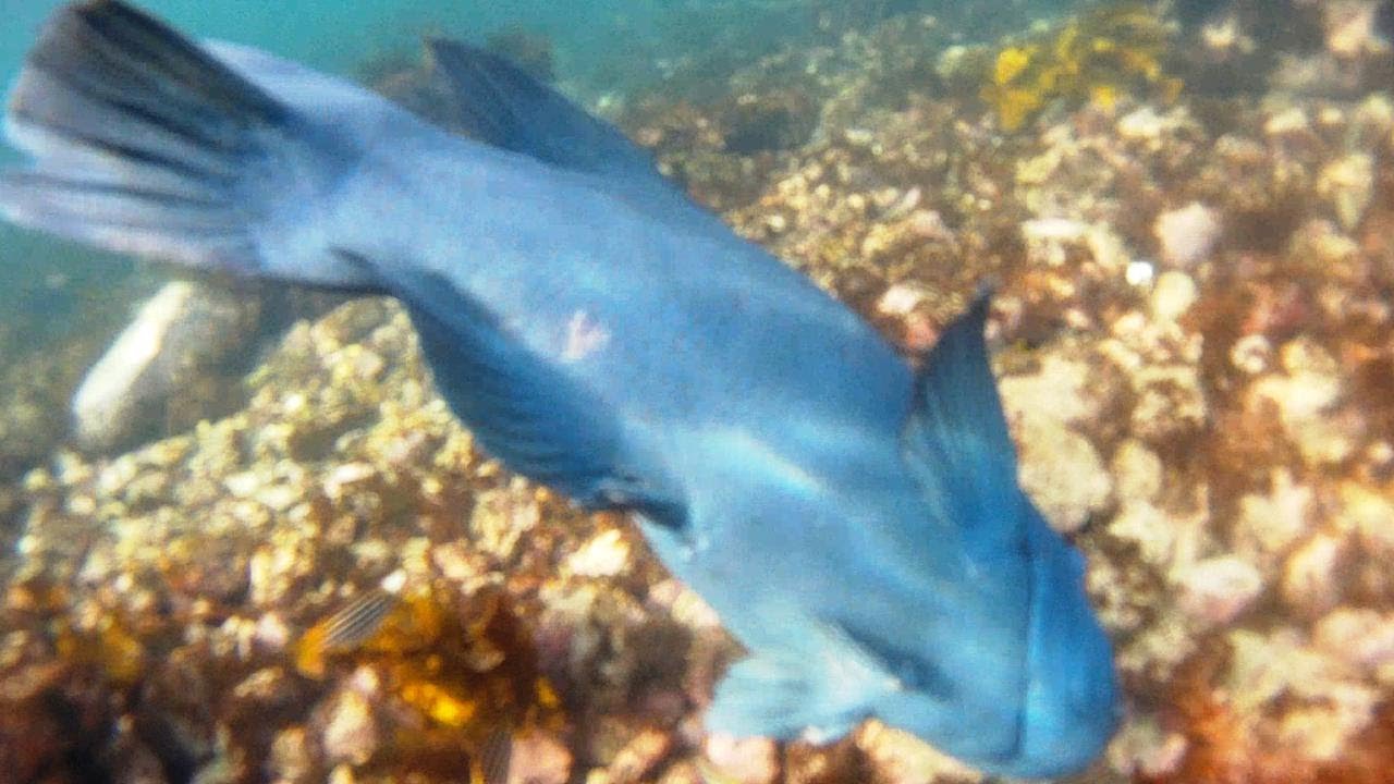 Eastern blue groper - Up close with the legendary Bluey - YouTube
