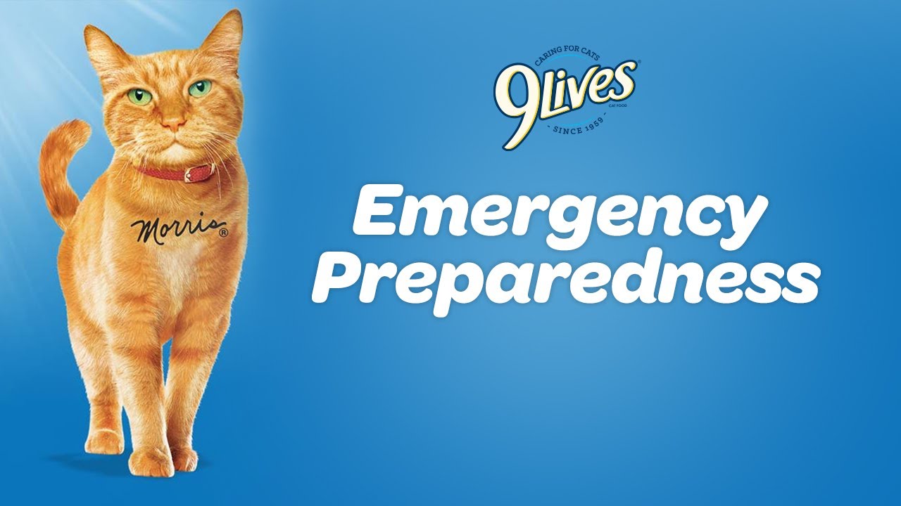 Cat Safety: Emergency Preparedness | Morris the 9Lives Cat - YouTube