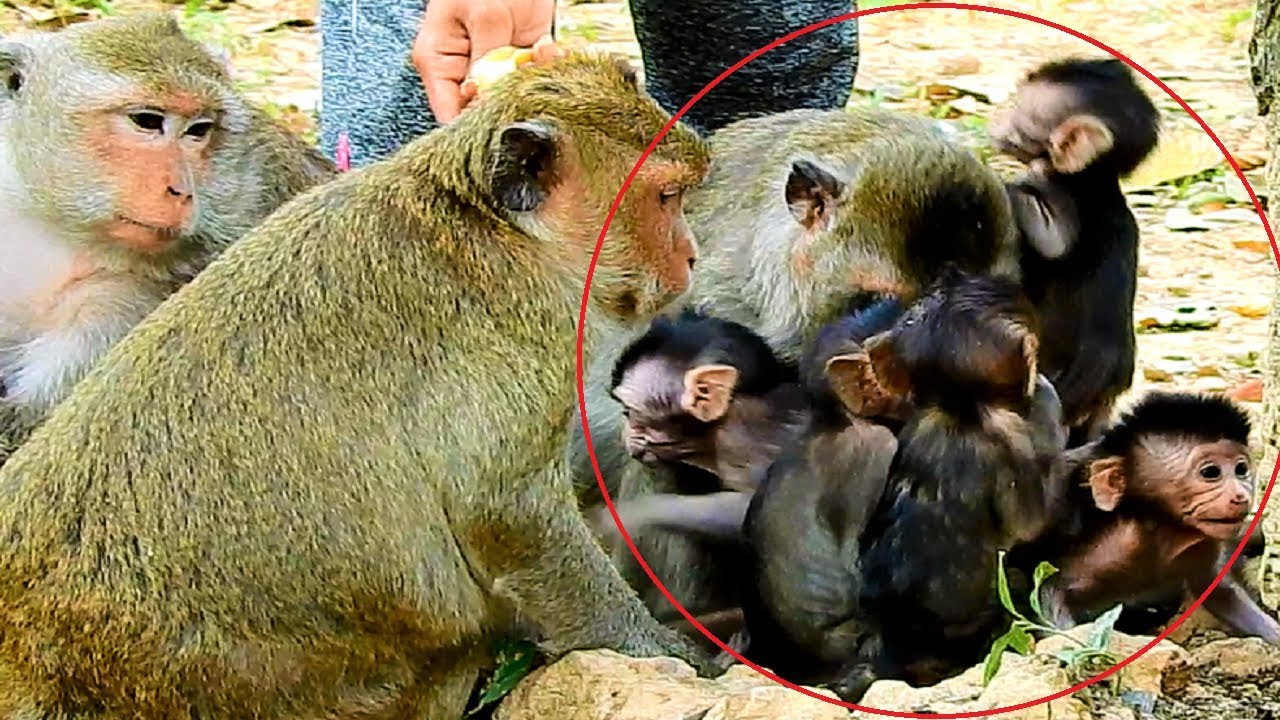 All Baby Monkeys In Group Amari, Kitty Baby Monkeys - YouTube