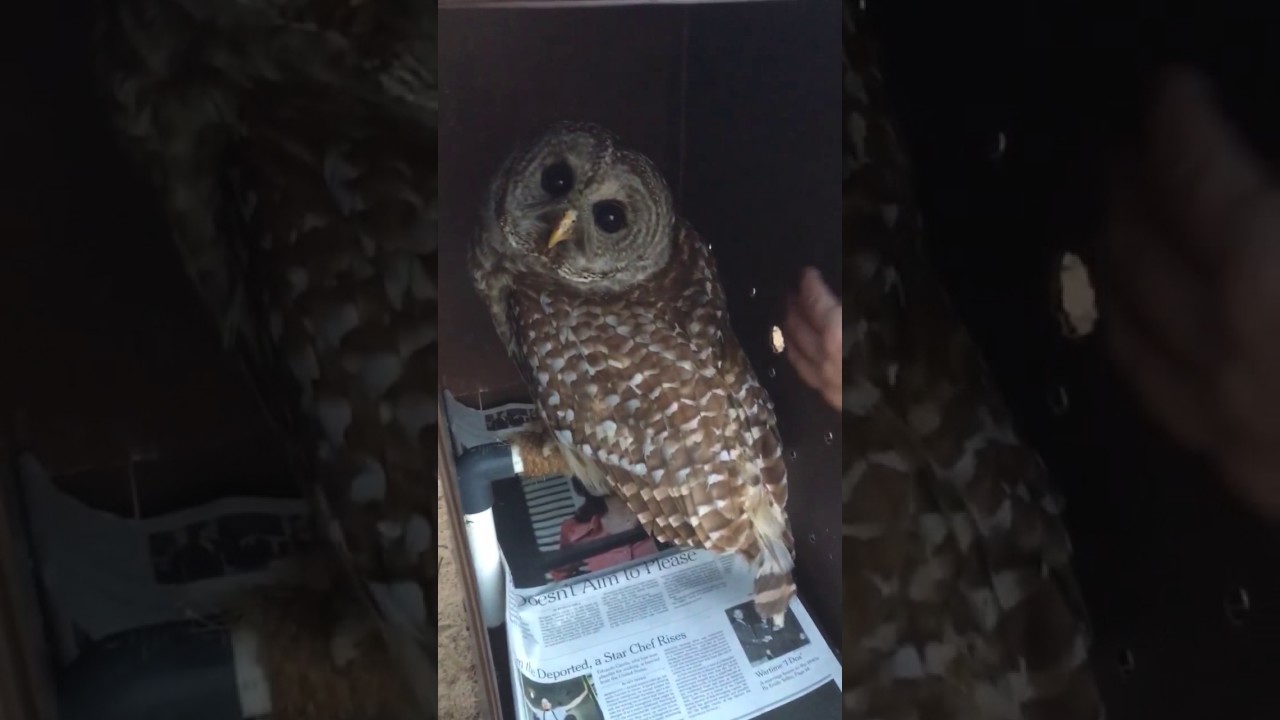 Oliver the Owl's Release - YouTube