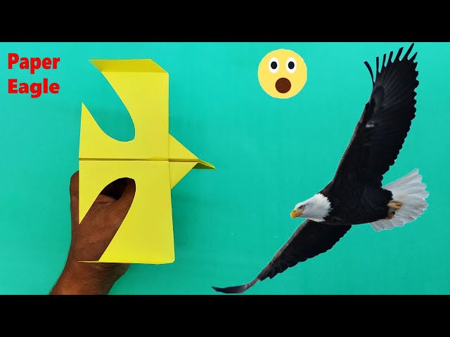 Elegant How High Can An Eagle Fly In Meters Wallpaper Craft WINGS