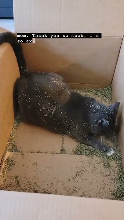 Cat gets box full of catnip. #funnycats #funnyshorts #cats #funnyvideo - YouTube