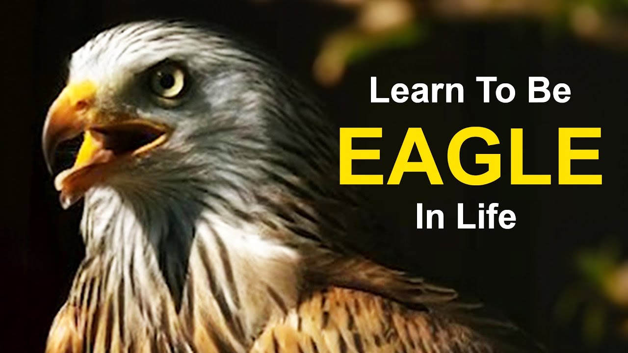 How Does Eagle Think 🔥- Big Life Lesson From Eagle Mentality l Best ...