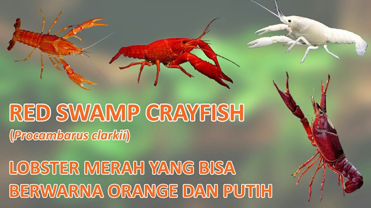 Red Swamp Crayfish: Lobster air tawar yang memiliki varian warna merah ...