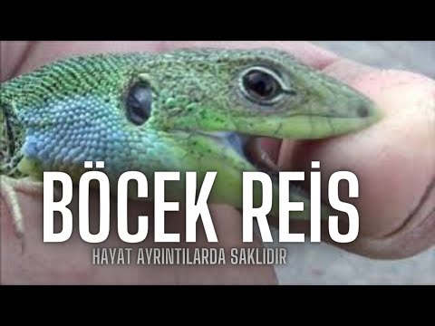 Parmak Kapan/Yeşil Kertenkele #BöcekReis  (Lacerta viridis)
