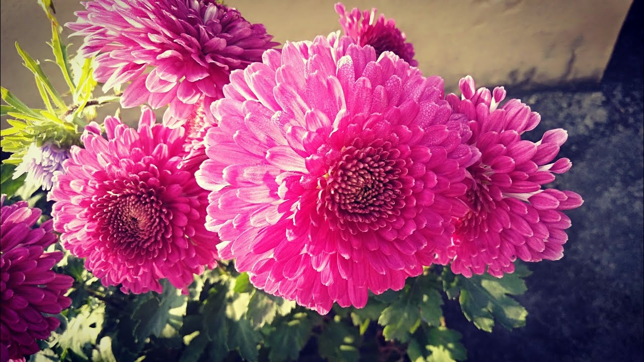 Beautiful Sebati flowers 🌻🌹 - YouTube