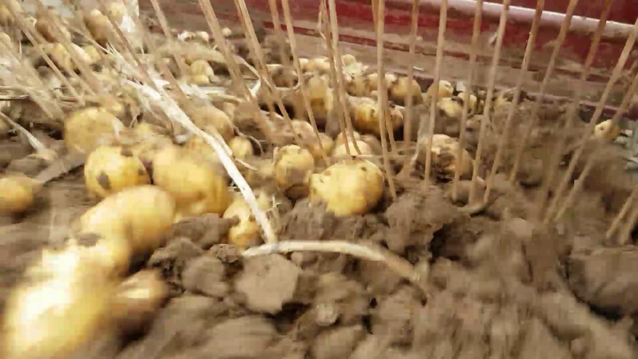 ScanStone Harvester / Windrower 1st web haulm roller - YouTube