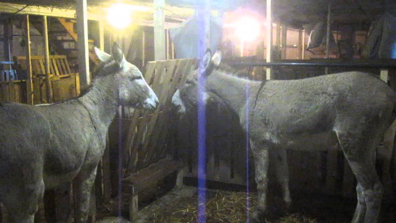 Donkeys finally bray - YouTube