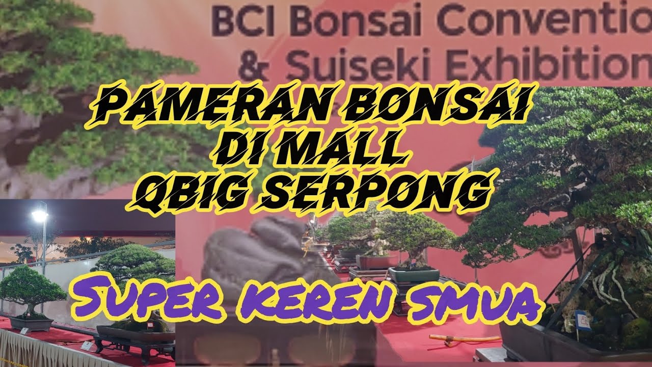 PAMERAN BONSAI 2023 DI MALL QBIG TANGERANG SERPONG - YouTube