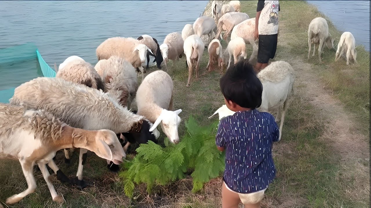 BERMAIN DENGAN KAMBING | MEMBERI MAKAN KAMBING | FUN WITH SHEEP - YouTube