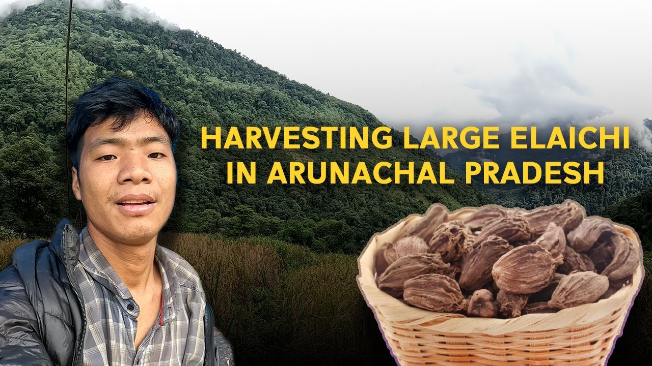 Harvesting Large Elaichi in Arunachal Pradesh - YouTube