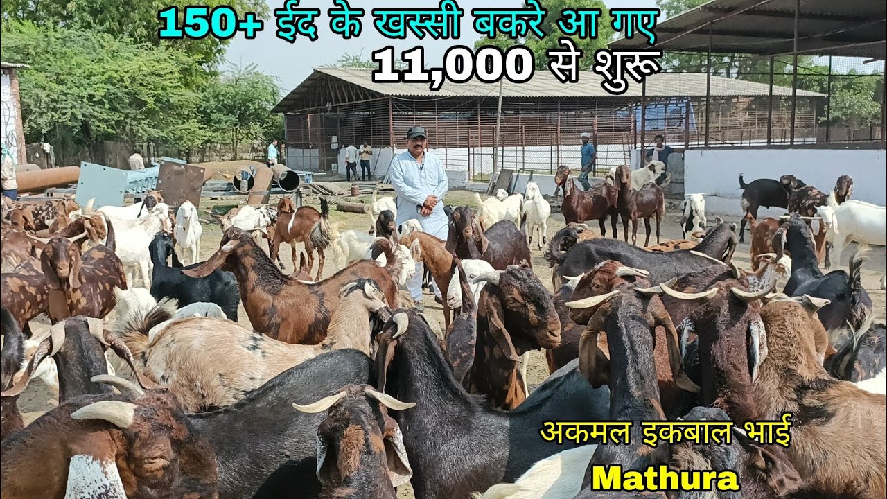 150+ Eid ke Khassi Bakre available for sale at Mathura & Suhaliya Goat ...