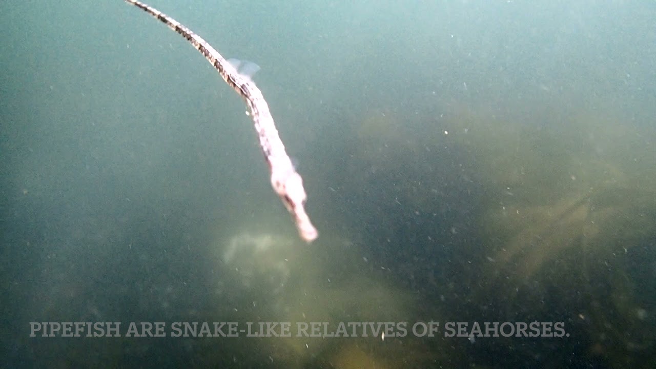 Pipefish swim 14 Nov 2021 - YouTube
