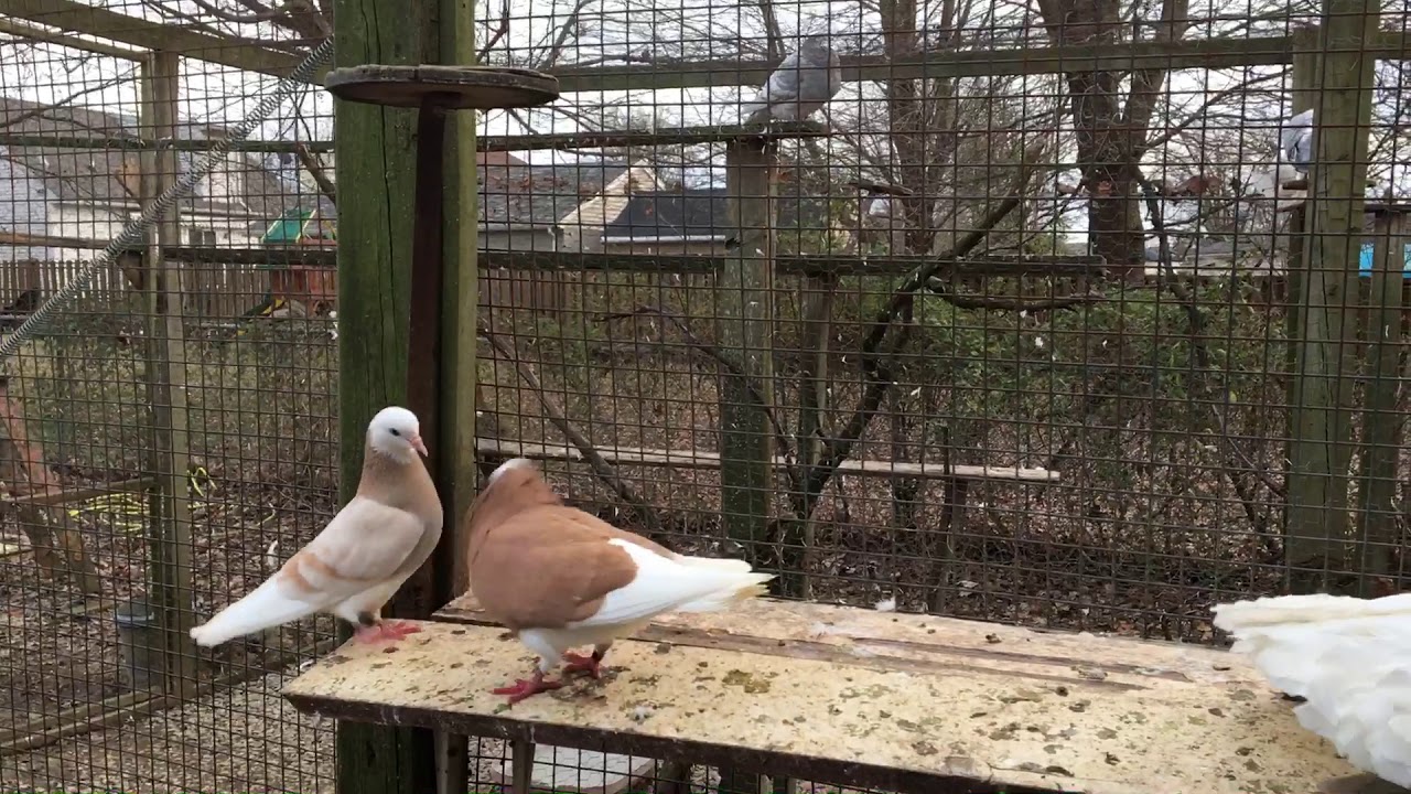 Breeding pair of dilute bald head Birmingham roller pigeons - YouTube