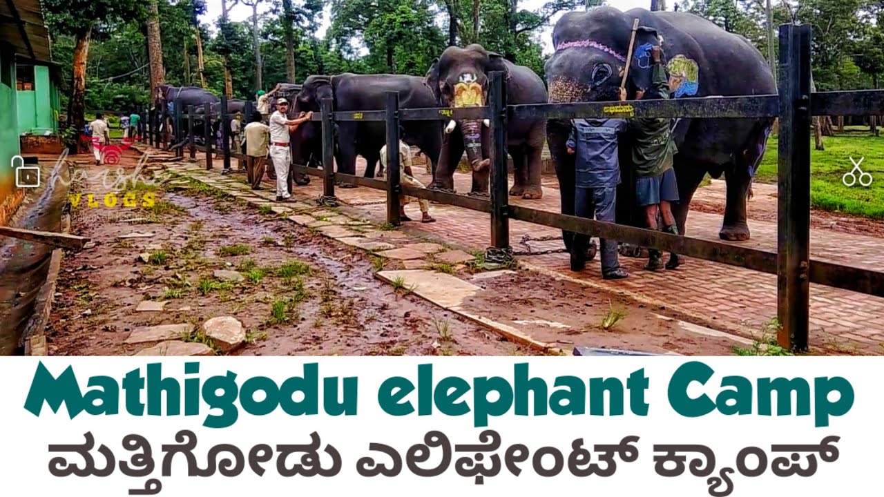 |Mathigodu Elephant camp||ಮತ್ತಿಗೋಡು ಎಲಿಫೇಂಟ್ ಕ್ಯಾಂಪ್|Thithimathi ...