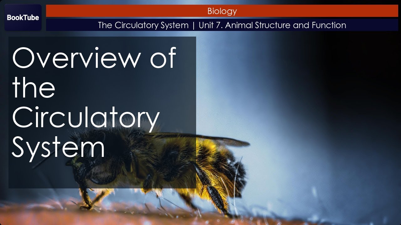 Overview of the Circulatory System | The Circulatory System | Unit 7. Animal Structure and ...