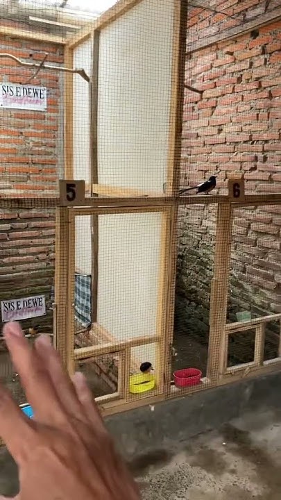 Ukuran kandang ternak murai batu part 2 #ternakmuraibatu - YouTube