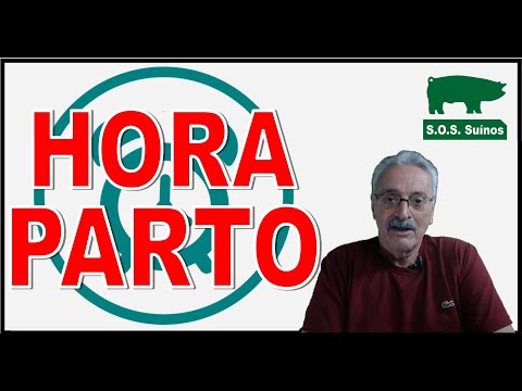 SUINOCULTURA: A Hora do Parto (Passo a Passo de como proceder)