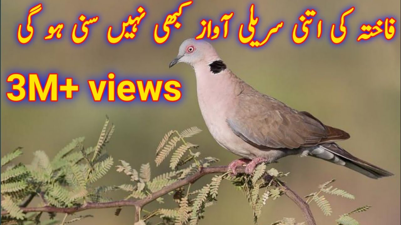 Fakhta Ki Awaaz | Fakhta Bird Sound | Bird Sound | Parindon Ki Awaaz ...