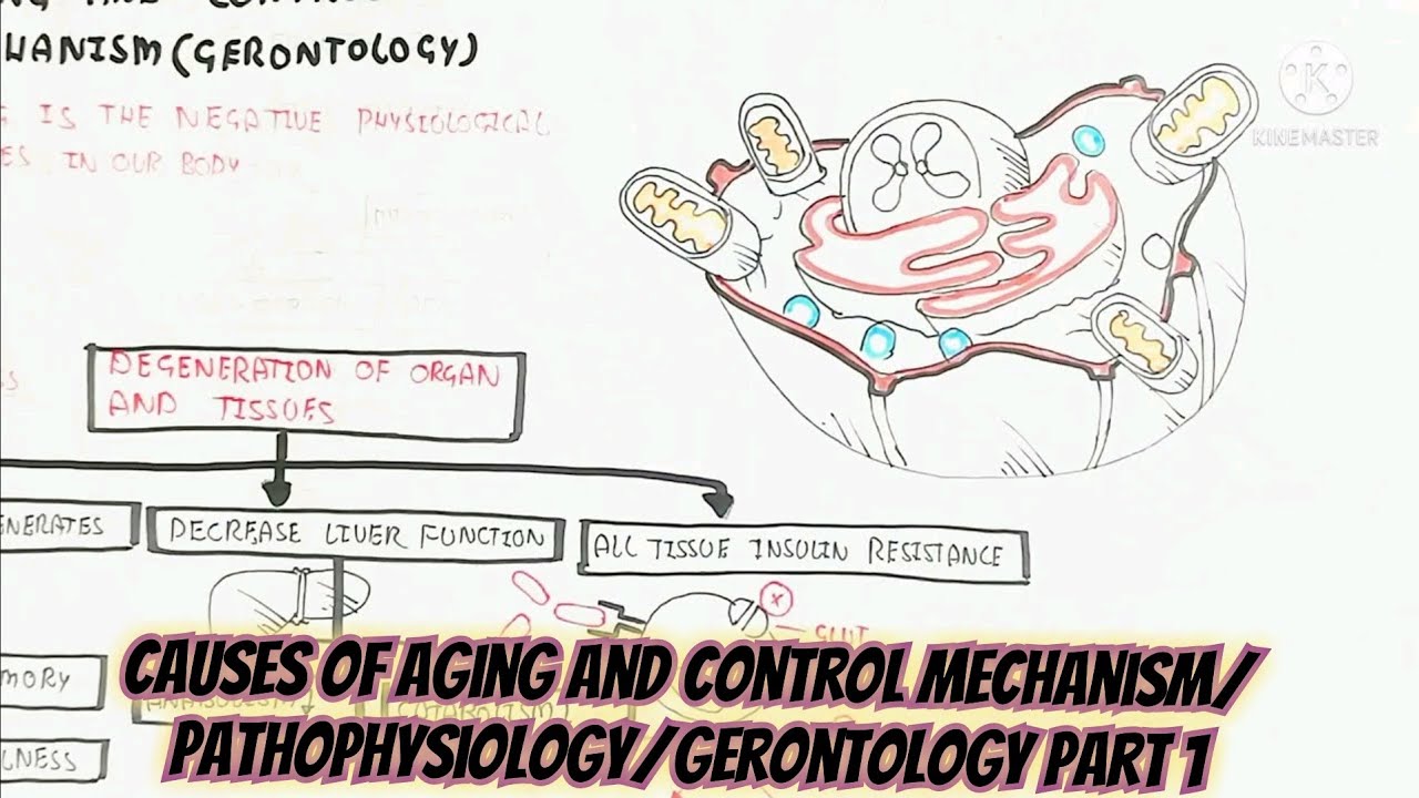 Causes Of Aging And Control Mechanism/Pathophysiology/Gerontology part ...