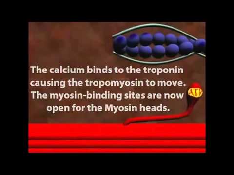 The Steps of Muscle Contraction Animation - YouTube - YouTube