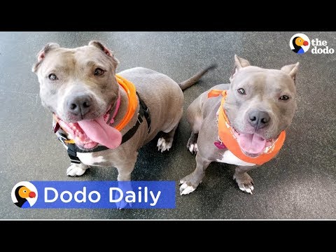 Adopted Pit Bulls Found Neglected Reunite | Best Animal Videos: The ...