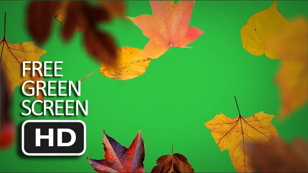 Free Green Screen - Autumn Leaves Falling Close up - YouTube