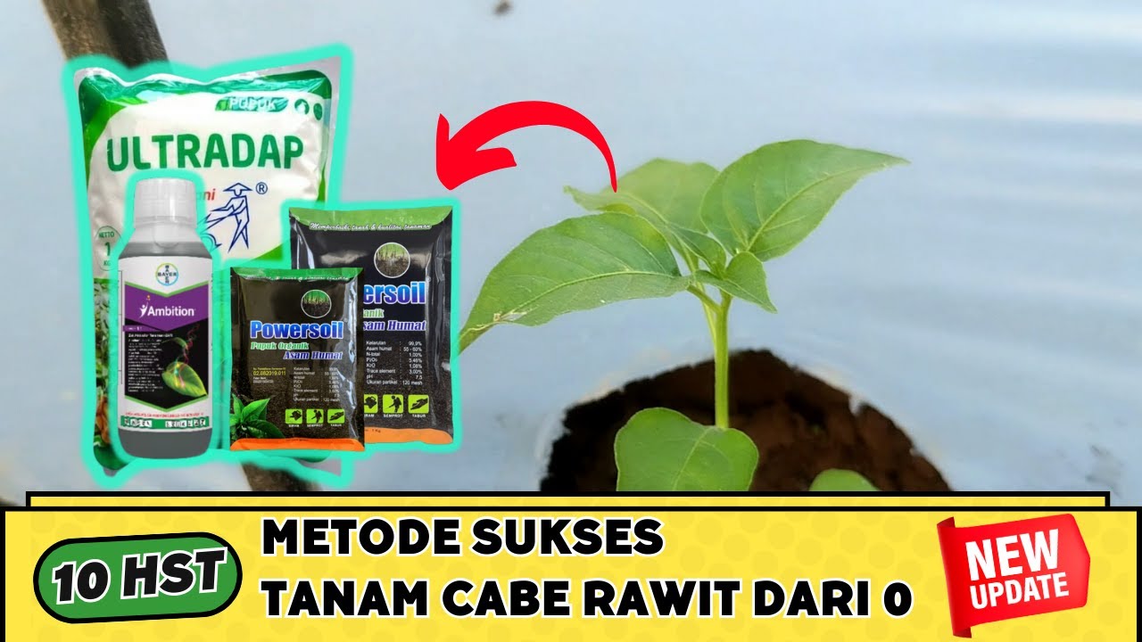 Budidaya Cabe Merah Besar, Cabe Rawit Profesor Cabe, 10 HST - YouTube